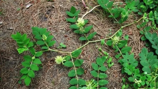 Astragalus malto a foglia (a foglia dolce): descrizione, proprietà medicinali, controindicazioni, applicazione 3767_1