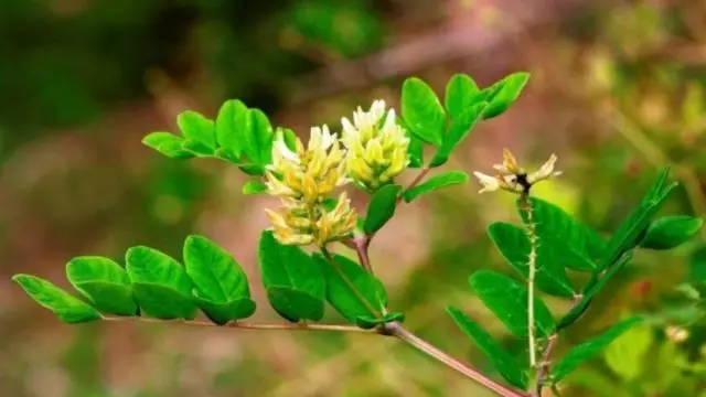 Astragalus de fulla de malta (fulla dolça): descripció, propietats medicinals, contraindicacions, aplicació 3767_2