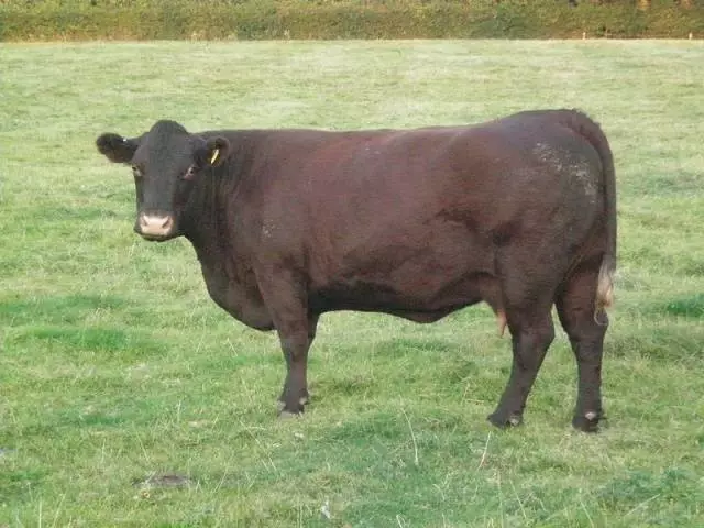 Hereford karazana omby: toetra, hevitra 3776_3