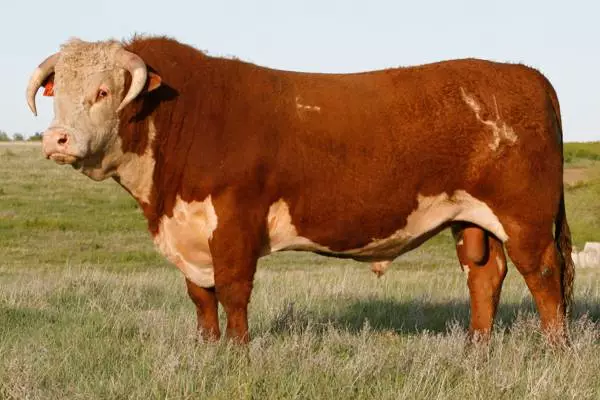 Hereford karazana omby: toetra, hevitra 3776_7