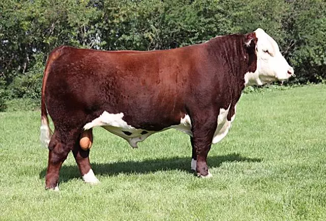 Hereford karazana omby: toetra, hevitra 3776_9