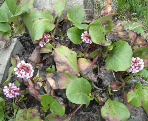 Badan: plantar en otoño, cuidar y si se podan para el invierno. 3786_5