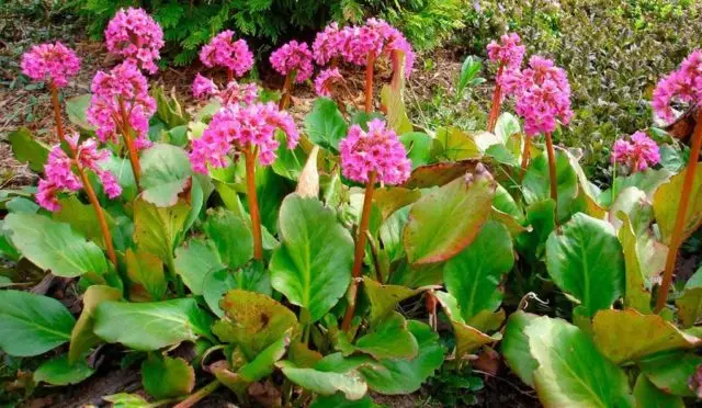 Бадан дилсӯз: Rotblum, Cordifolia, Зебоӣ, акс, парвариш аз тухмҳо, ниҳолшинонӣ ва нигоҳубин 3787_1