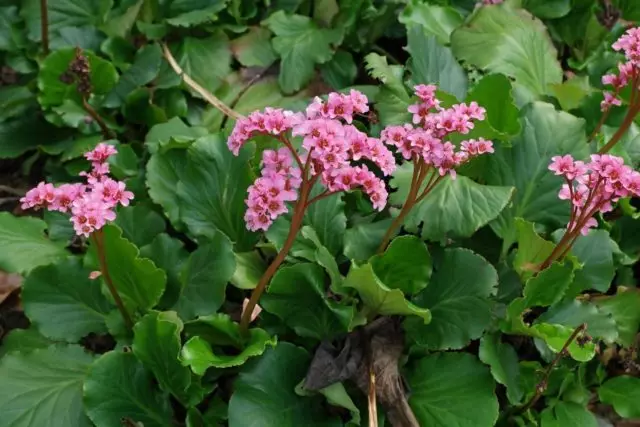 Бадан дилсӯз: Rotblum, Cordifolia, Зебоӣ, акс, парвариш аз тухмҳо, ниҳолшинонӣ ва нигоҳубин 3787_3