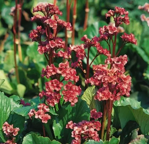 Бадан дилсӯз: Rotblum, Cordifolia, Зебоӣ, акс, парвариш аз тухмҳо, ниҳолшинонӣ ва нигоҳубин 3787_4