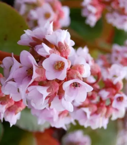 Бадан дилсӯз: Rotblum, Cordifolia, Зебоӣ, акс, парвариш аз тухмҳо, ниҳолшинонӣ ва нигоҳубин 3787_5