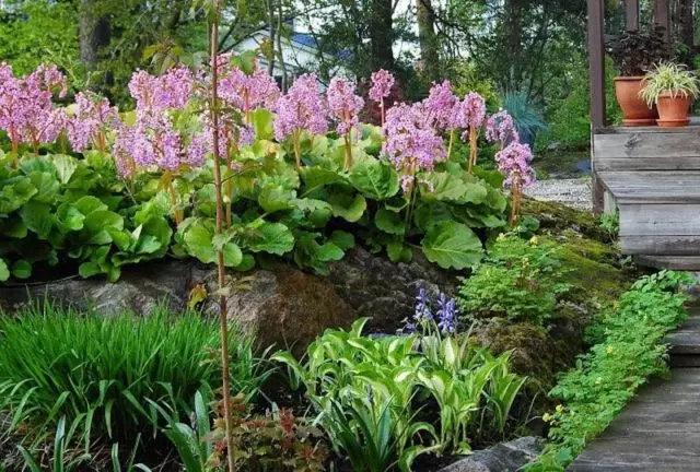 Badan i landskapsdesign: ett foto av blommor i en rabatt i trädgården 3791_16