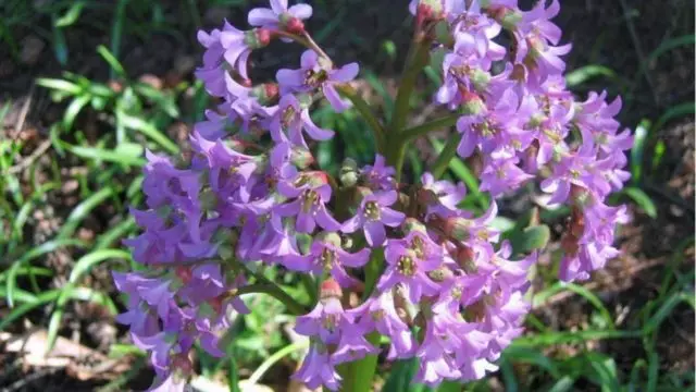 Badan i landskapsdesign: ett foto av blommor i en rabatt i trädgården 3791_4