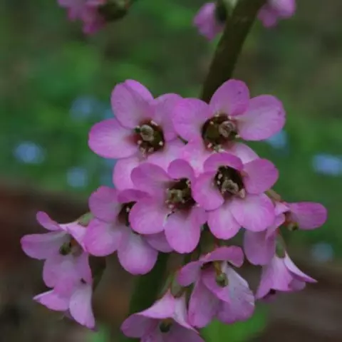 Badan i landskapsdesign: ett foto av blommor i en rabatt i trädgården 3791_5