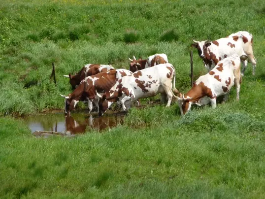 Hoof rot dina sapi: sabab, gejala, poto, kumaha carana ngubaran