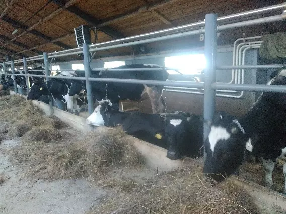 Alimentación de vacas secas, novillas: no inverno, mantendo a tecnoloxía 3814_1