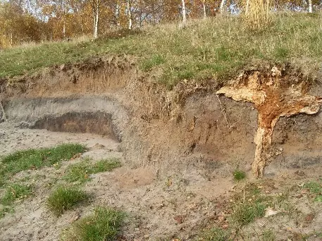 Wêrom bollen ierde ite: redenen wat te dwaan 381_2