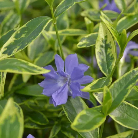 Variegated periwinkle: foto i landskapsdesign, plantering och vård 3827_10