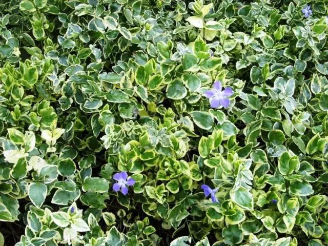 Variegated periwinkle: foto i landskapsdesign, plantering och vård 3827_11