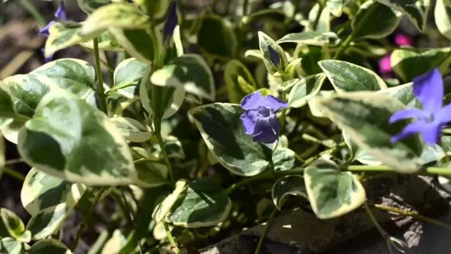 Variegated periwinkle: foto i landskapsdesign, plantering och vård 3827_12