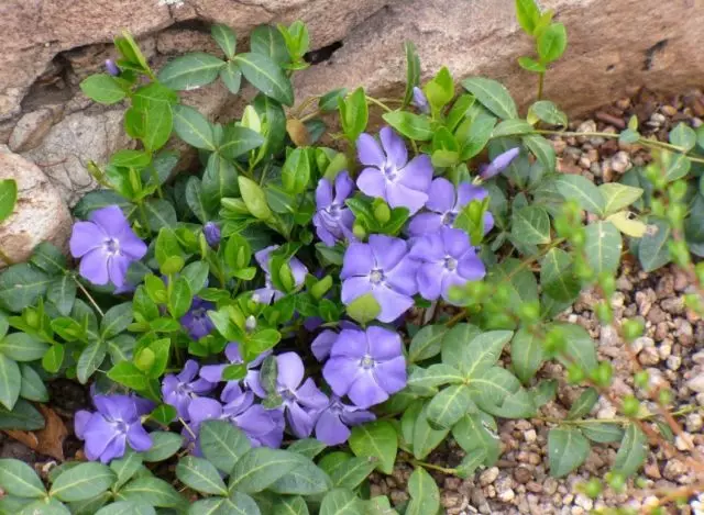 Variegated periwinkle: foto i landskapsdesign, plantering och vård 3827_14