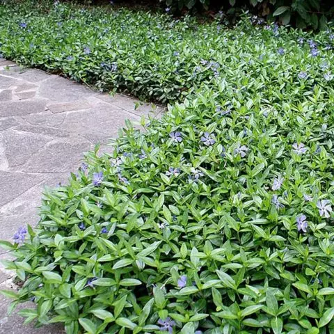 Variegated periwinkle: foto i landskapsdesign, plantering och vård 3827_15