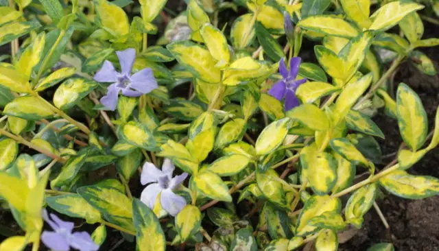 Variegated periwinkle: foto i landskapsdesign, plantering och vård 3827_3