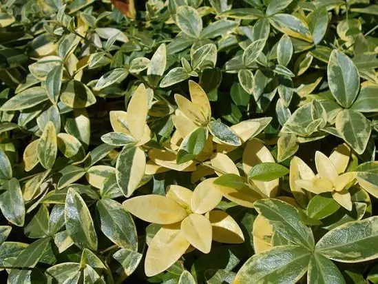 Variegated periwinkle: foto i landskapsdesign, plantering och vård 3827_5