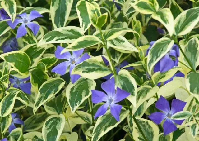 Variegated periwinkle: foto i landskapsdesign, plantering och vård 3827_6