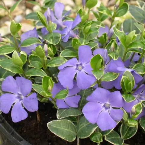 Variegated periwinkle: foto i landskapsdesign, plantering och vård 3827_7