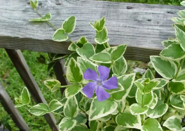 Variegated periwinkle: foto i landskapsdesign, plantering och vård 3827_9