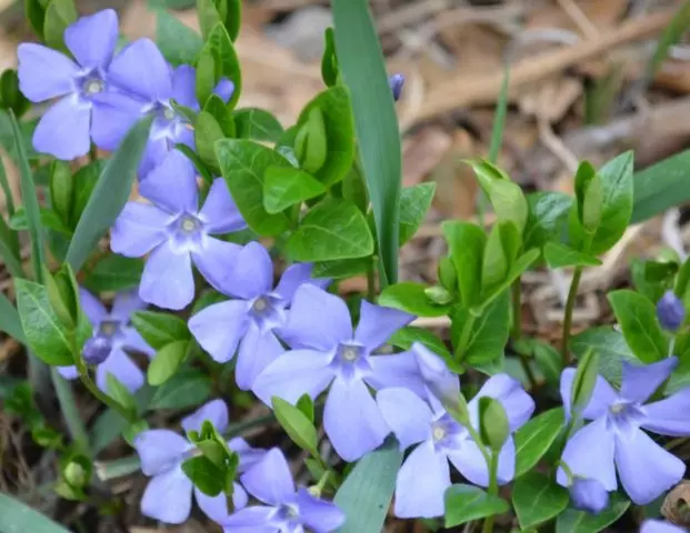 Herb periwinkle: тайлбар, тарих, арчлах, ландшафтын дизайны зураг 3829_1