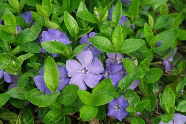 Herb periwinkle: katrangan, tanduran lan perawatan, foto ing desain lanskap 3829_14