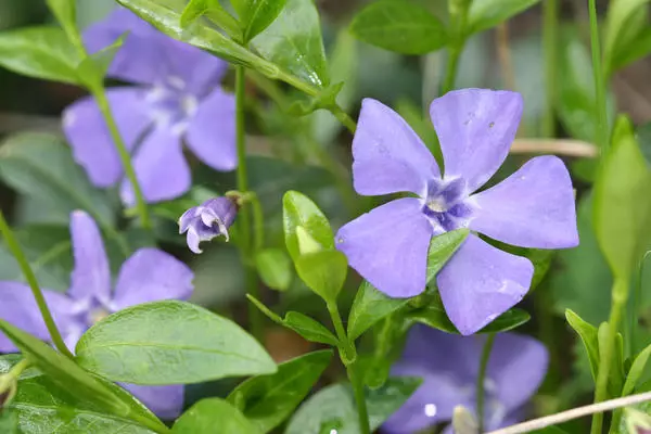 Herb periwinkle: katrangan, tanduran lan perawatan, foto ing desain lanskap 3829_2