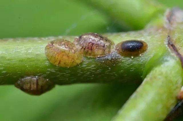 草本长春花：描述、种植和护理、景观设计中的照片 3829_6