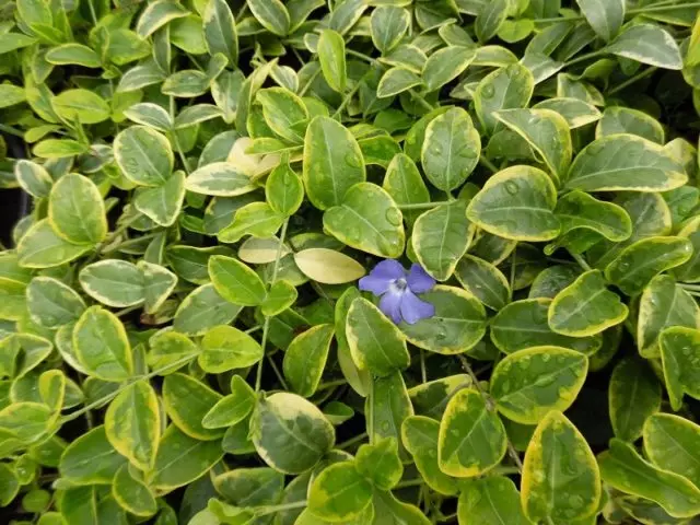 Periwinkle Blue and Gold: beskrivning, foto, plantering och vård, recensioner 3835_1