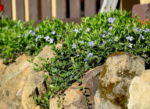 Periwinkle Blue and Gold: beskrivning, foto, plantering och vård, recensioner 3835_8