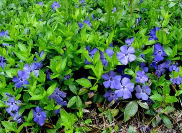 Periwinkle Blue and Gold: beskrivning, foto, plantering och vård, recensioner 3835_9