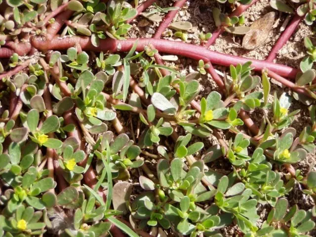 Purslane ဥယျာဉ်၊ ဆေးဘက်ဆိုင်ရာဂုဏ်သတ္တိများနှင့်ဆန့်ကျင်ဖက်များ၊ ဓာတ်ပုံများ၊ ဖွဲ့စည်းမှု၊ မည်သို့ယူရမည်နည်း 3856_1