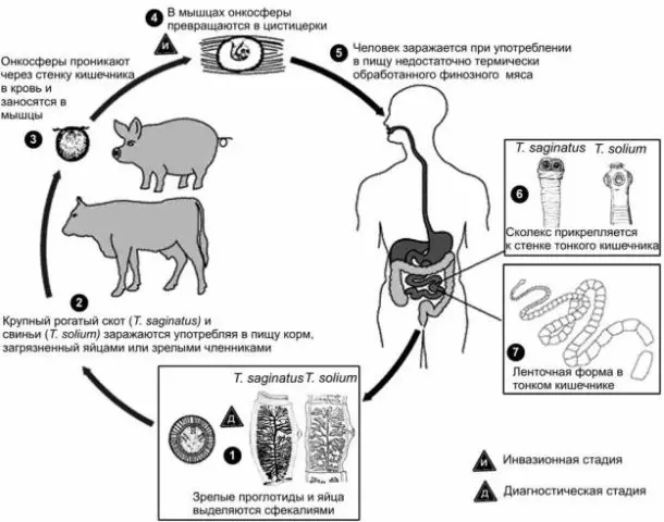 Finnosis (cysticercosis) amin'ny omby: inona izany, aretina, fitsaboana, fisorohana 3857_2