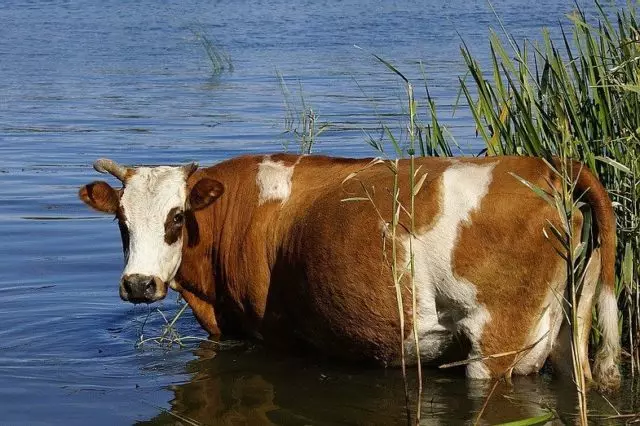 Leptospirosis no gando vacún: fotos, síntomas e tratamento, prevención 3858_3