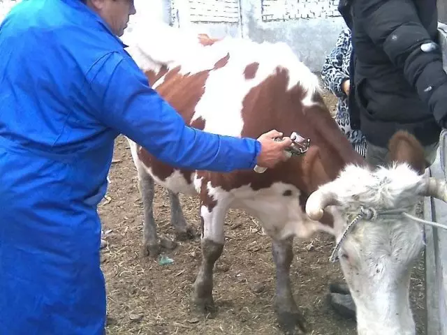 Leptospirosis no gando vacún: fotos, síntomas e tratamento, prevención 3858_4