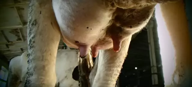 Mastitis serosa pada sapi: patogenesis, tanda dan gejala, pengobatan 3859_1