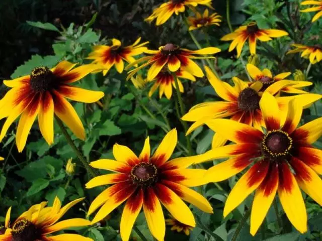 rudbeckia ប្រចាំឆ្នាំ៖ ដុះចេញពីគ្រាប់ពេលណាត្រូវដាំសំណាប 3866_1