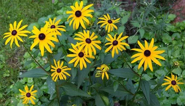 Rudbeckia hàng năm: mọc từ hạt, khi nào thì trồng để lấy cây con 3866_10