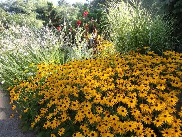 rudbeckia ប្រចាំឆ្នាំ៖ ដុះចេញពីគ្រាប់ពេលណាត្រូវដាំសំណាប 3866_12