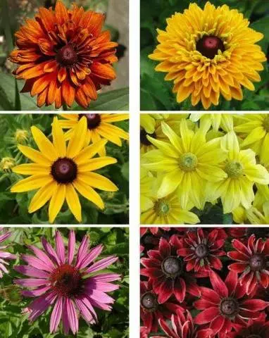 rudbeckia ប្រចាំឆ្នាំ៖ ដុះចេញពីគ្រាប់ពេលណាត្រូវដាំសំណាប 3866_13