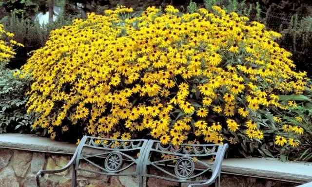 Rudbeckia hàng năm: mọc từ hạt, khi nào thì trồng để lấy cây con 3866_19