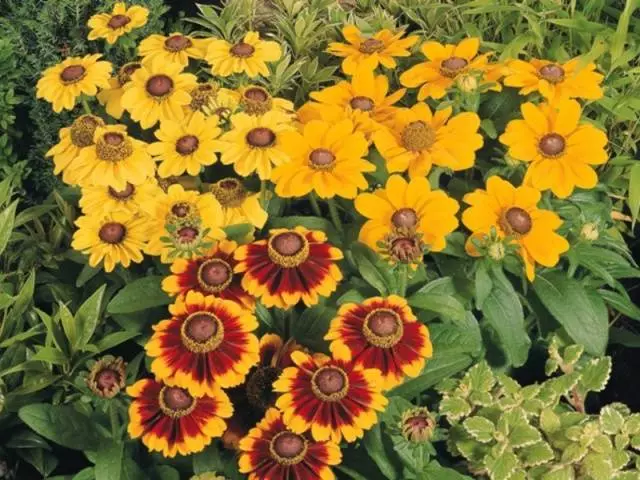 Rudbeckia hàng năm: mọc từ hạt, khi nào thì trồng để lấy cây con 3866_3