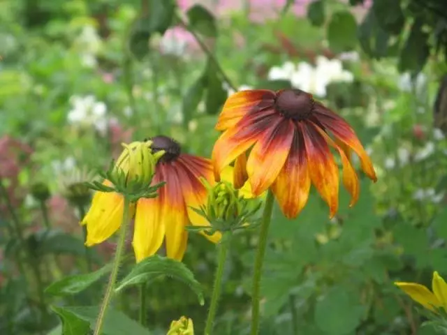 rudbeckia ប្រចាំឆ្នាំ៖ ដុះចេញពីគ្រាប់ពេលណាត្រូវដាំសំណាប 3866_6