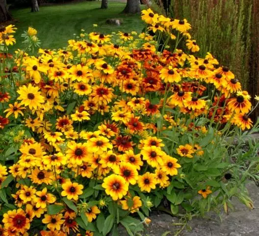 Rudbeckia hàng năm: mọc từ hạt, khi nào thì trồng để lấy cây con 3866_7