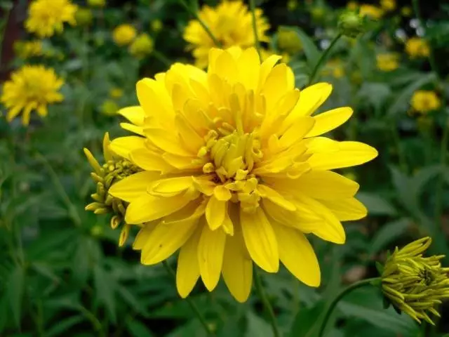 rudbeckia ប្រចាំឆ្នាំ៖ ដុះចេញពីគ្រាប់ពេលណាត្រូវដាំសំណាប 3866_8