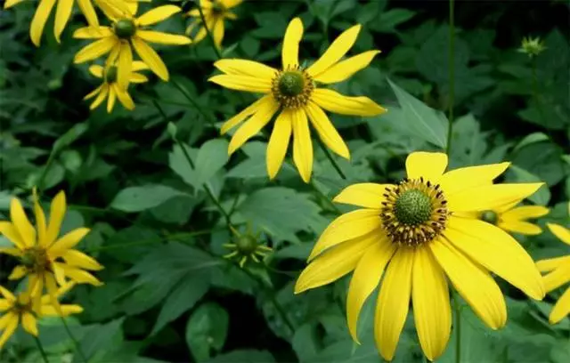 Rudbeckia hàng năm: mọc từ hạt, khi nào thì trồng để lấy cây con 3866_9