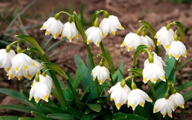 Weiße Frühlingsblume (Leucojum vernum): Pflanzen und Pflege, der Unterschied zu Schneeglöckchen 3868_1