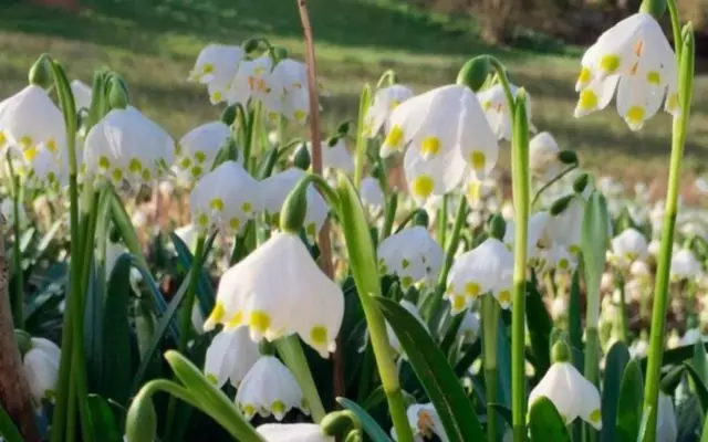 春白花（Leucojum vernum）：種植與養護，與雪花蓮的區別 3868_2